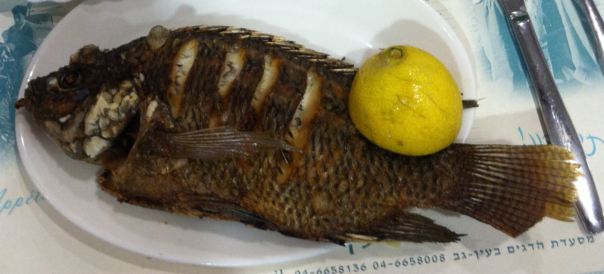 Fish and Sheep – Sermon on John 21:1-19 | A pastor sings
